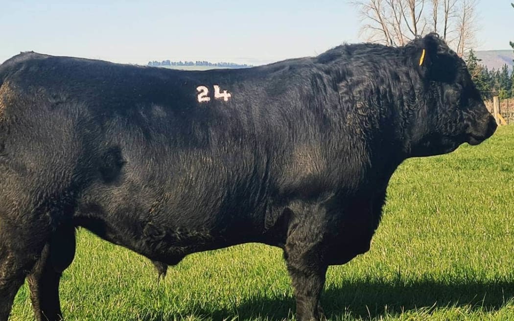 New record for a South Island bull | RNZ
