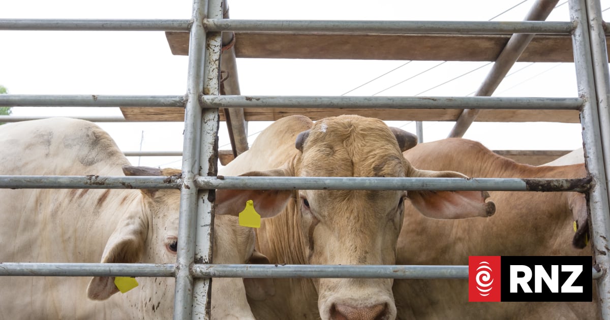 Hundreds of New Zealand and Australian cattle die in export deal | RNZ