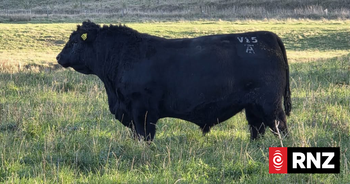 'Outstandingly good' South Island bull sells for record $168k | RNZ News