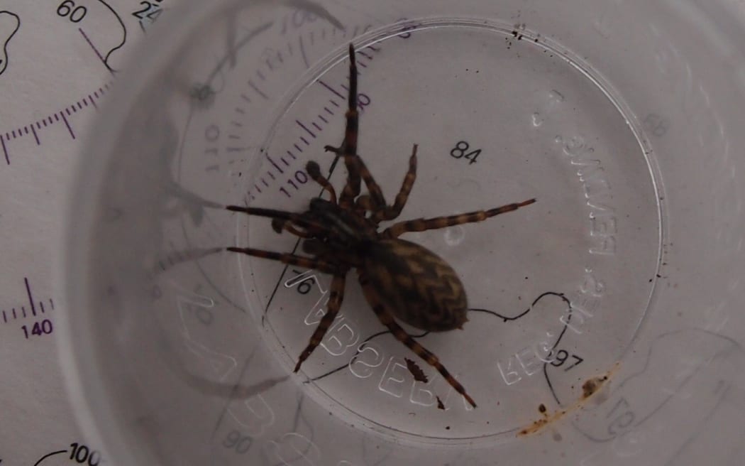 Critter of the Week: Bounty Island spider | RNZ