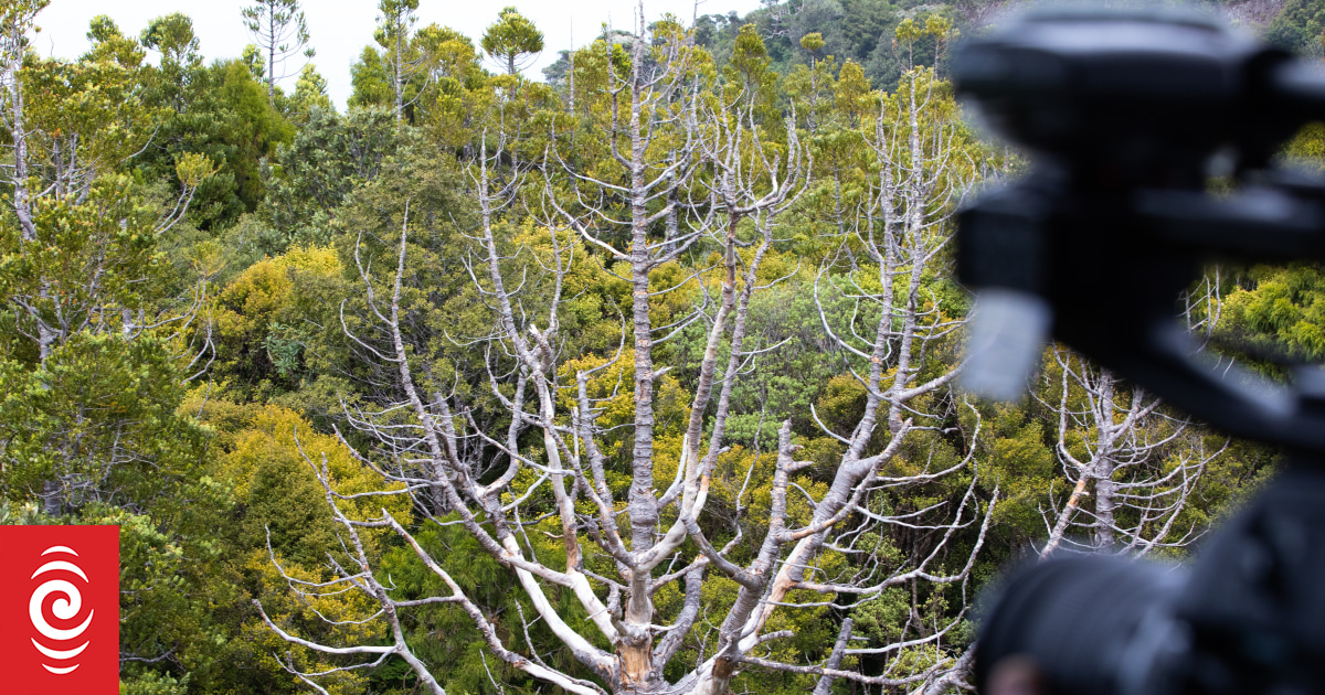 Councils complain over lack of money to stop kauri dieback spread | RNZ