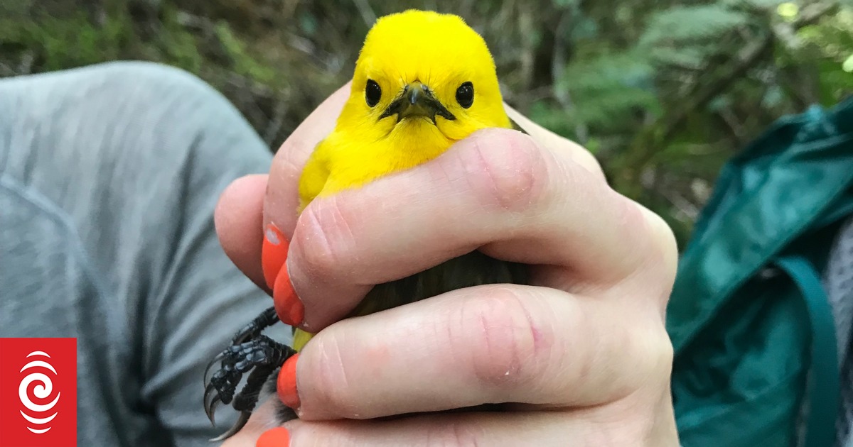 Monitoring the Makarora mohua | RNZ News
