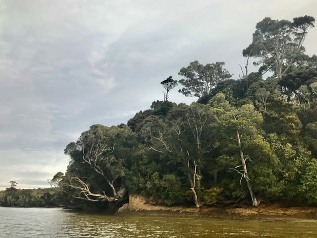 Protecting the Southern Rātā in Papatowai | RNZ