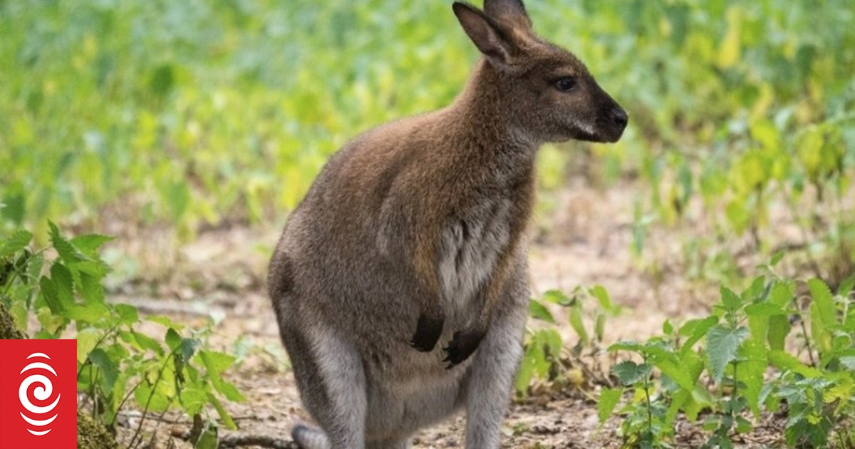 Some brand-new wallabies and what they mean for the environment | RNZ
