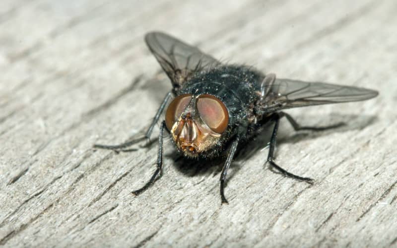 New Zealanders bugged by rise in insects | RNZ