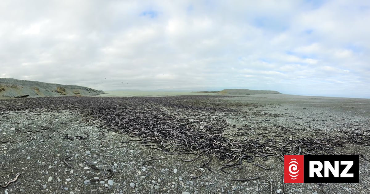 Call for more to be done to stop mass death of migrating eels in ...