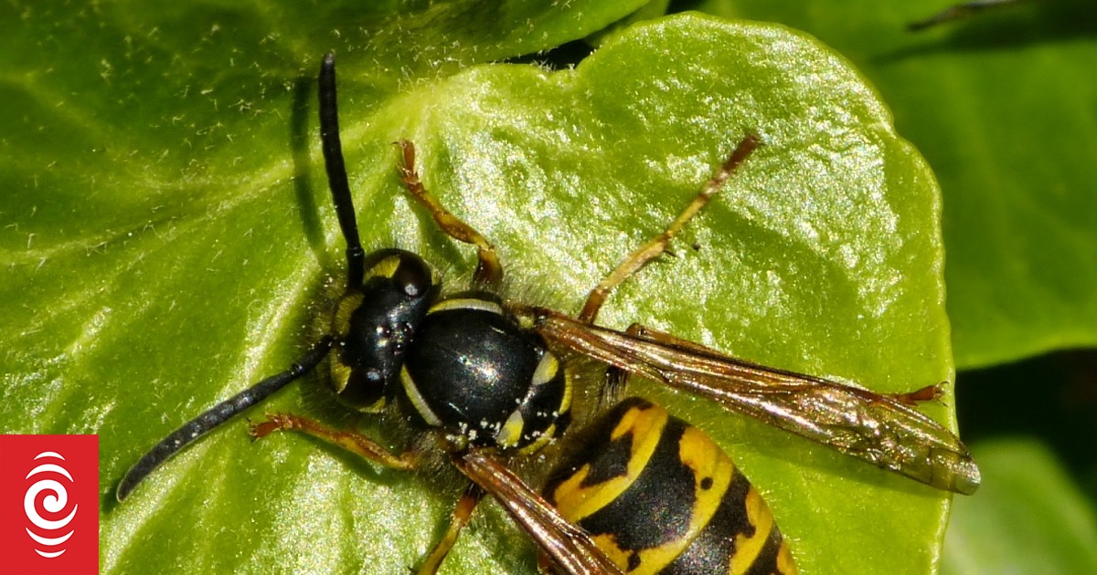 A return to Wasps an expert view | RNZ