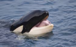 Captive orca suffer killer toothache - study | RNZ