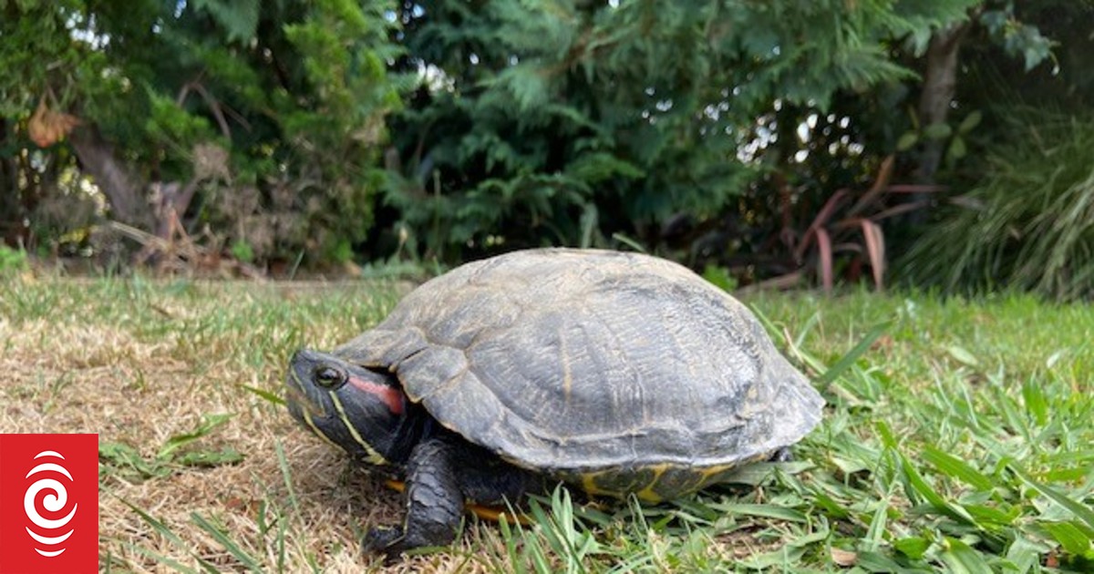 Murtle the turtle’s seven-year adventure | RNZ News