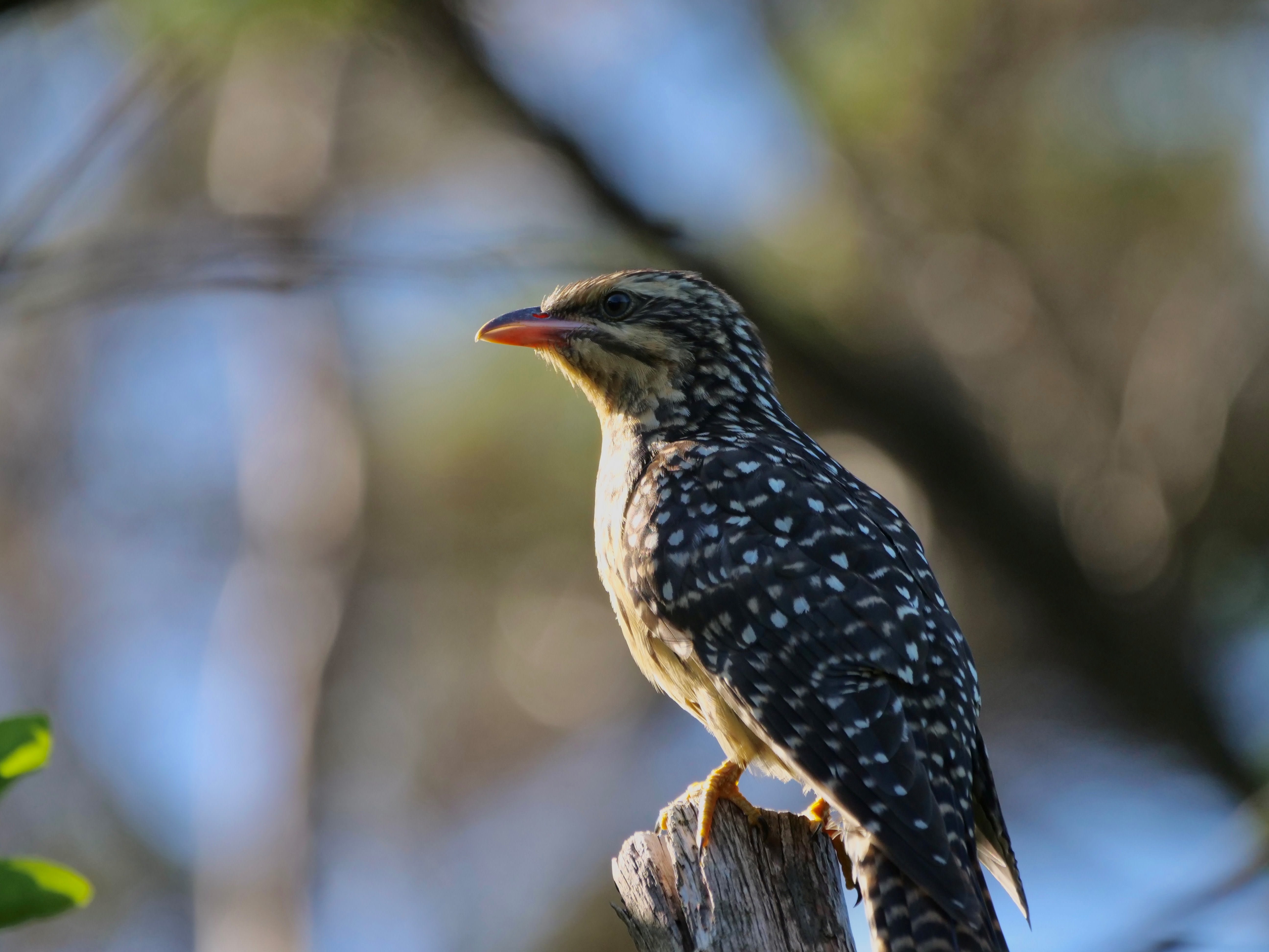 COTW: the koekoeā or long-tailed cuckoo | A Gallery from Afternoons ...