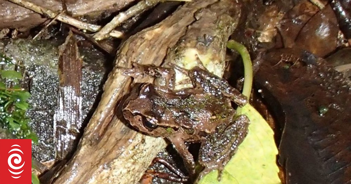 Survivors - New Zealand's tiny native frogs | RNZ
