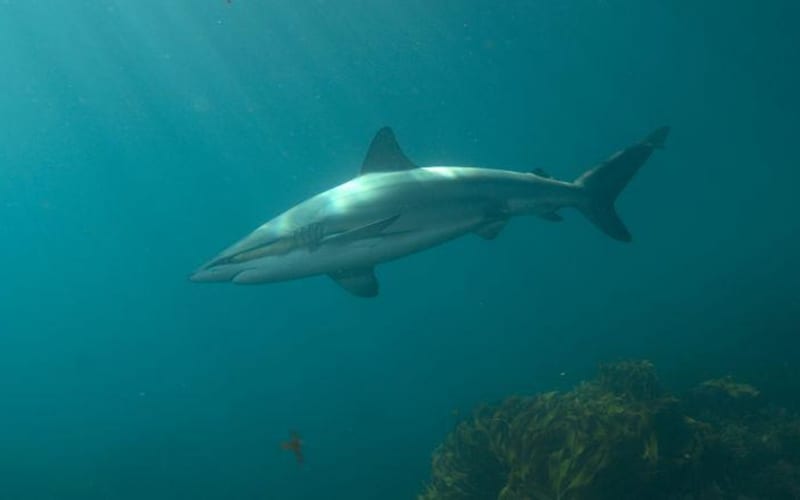 Calls to stop shark feeding in popular Waiheke bay | RNZ