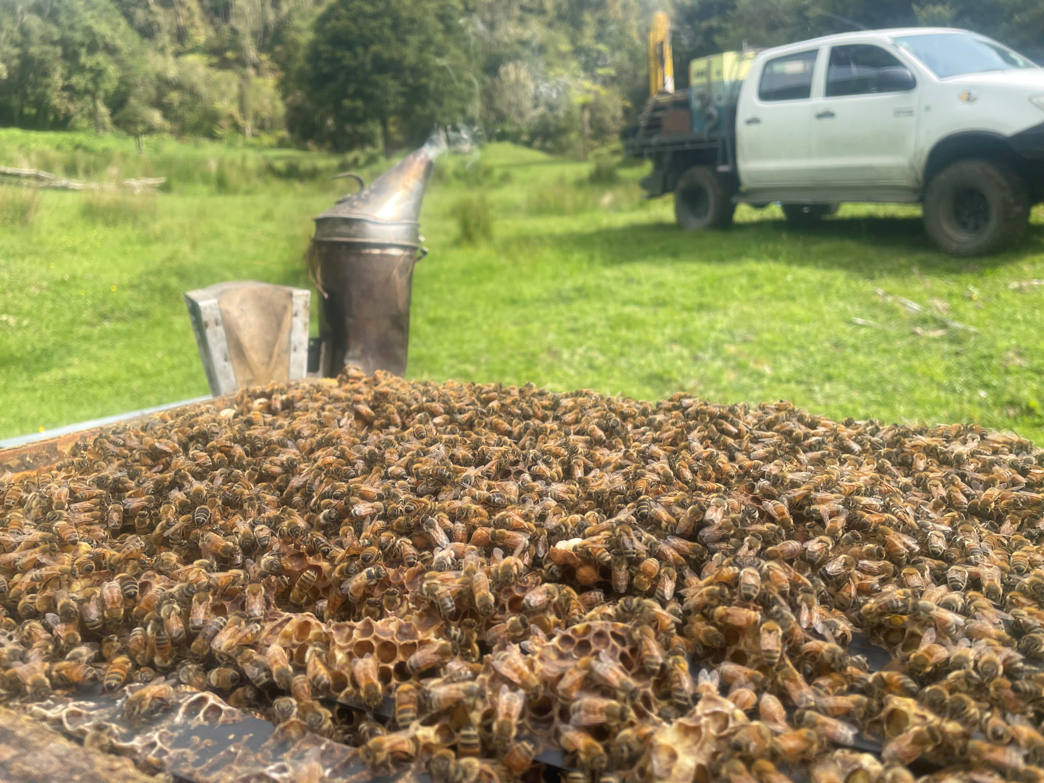 Birds and the bees: Manunui Honey | RNZ