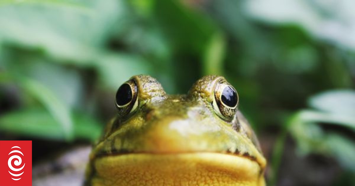 How frogs were used as medicine in the medieval age | RNZ