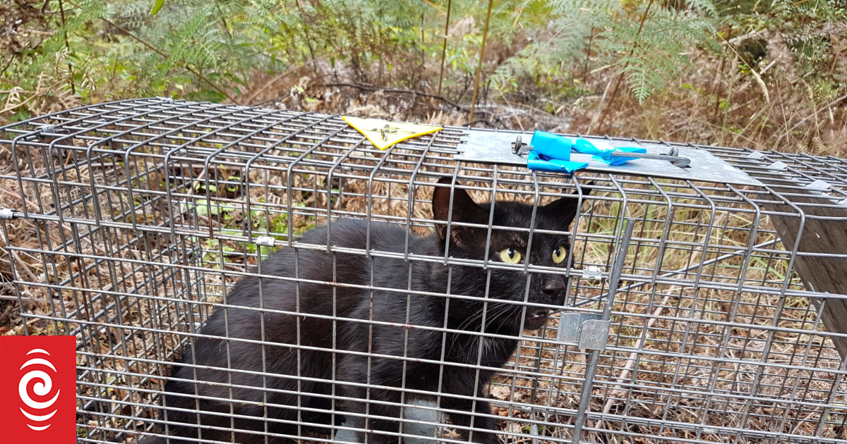 Nelson grapples with library costs, car parks, feral cats | RNZ