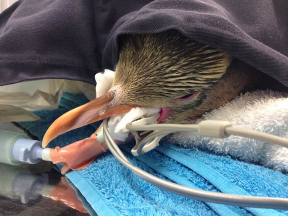 Funding a future for Dunedin's penguin hospital | RNZ