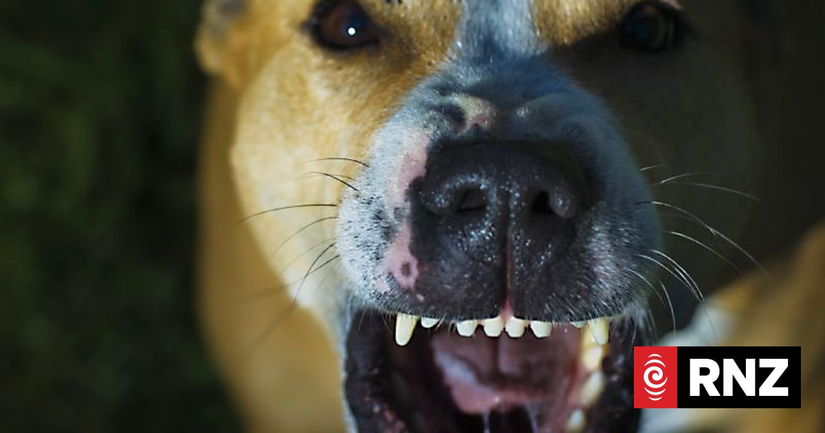 Wild dogs should be classed as pests, says farmer who lost hundreds of ...