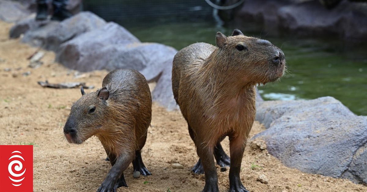 How the humble capybara became a spirit animal for Asia's youth | RNZ News