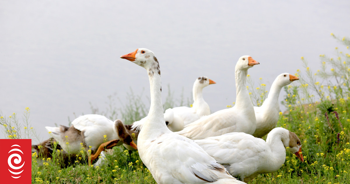 A gander and a duck - could it be true? | RNZ