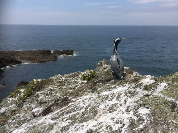 3D printed birds and fake poo to help the spotted shag | RNZ
