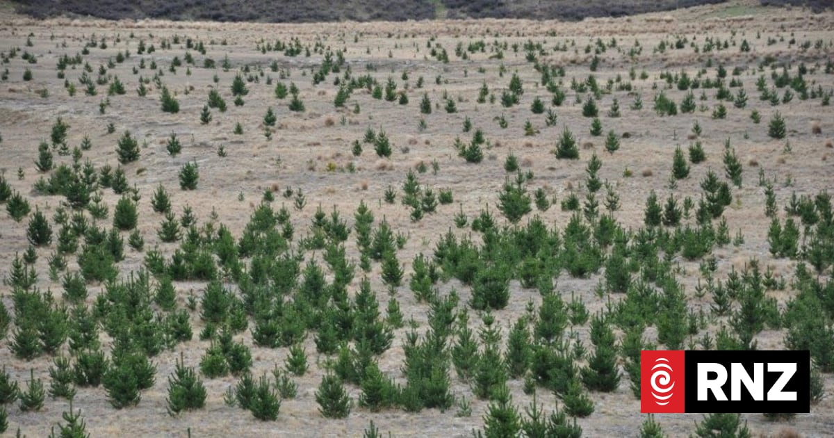 Dumped Christmas trees invade NZ countryside | RNZ