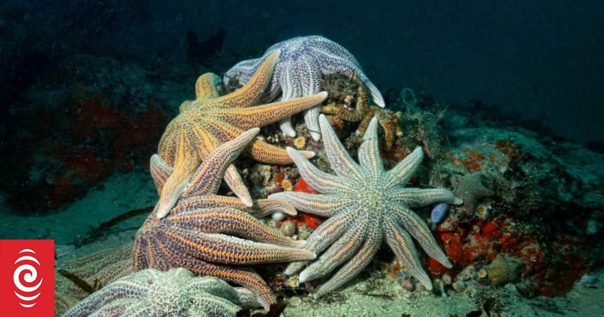 Critter of the Week | RNZ