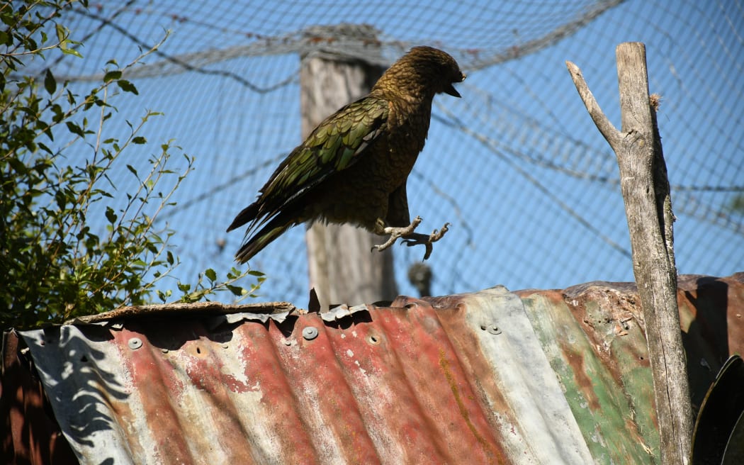 Disabled kea achieves social dominance with one-of-a-kind 'jousting ...