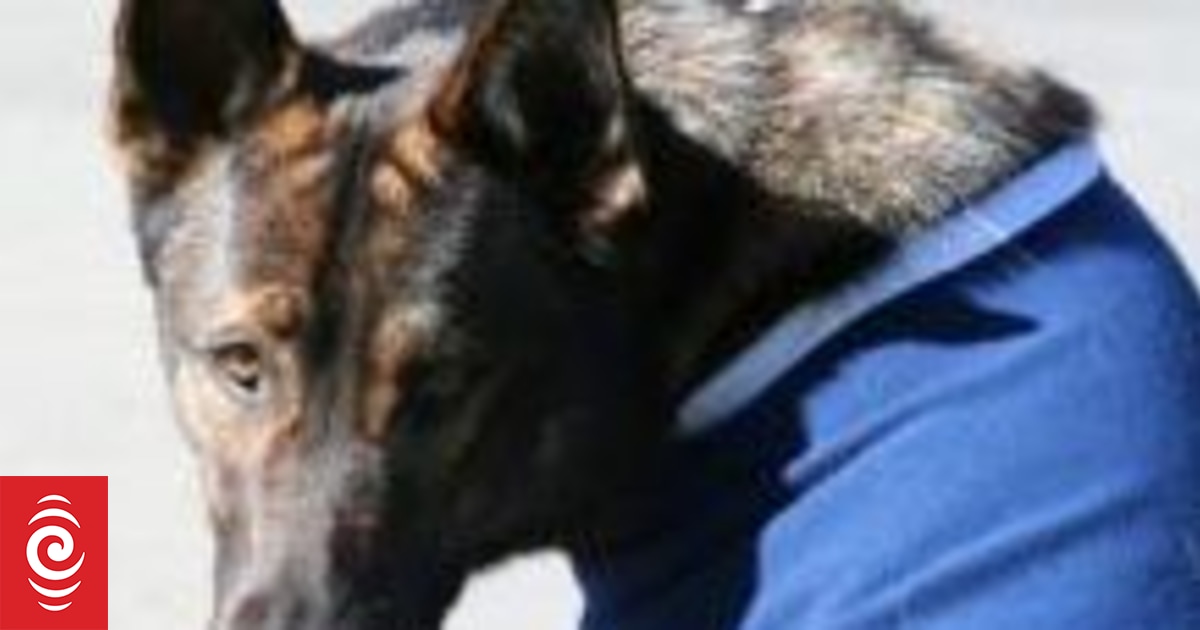 Hunt on for missing police dog | RNZ News