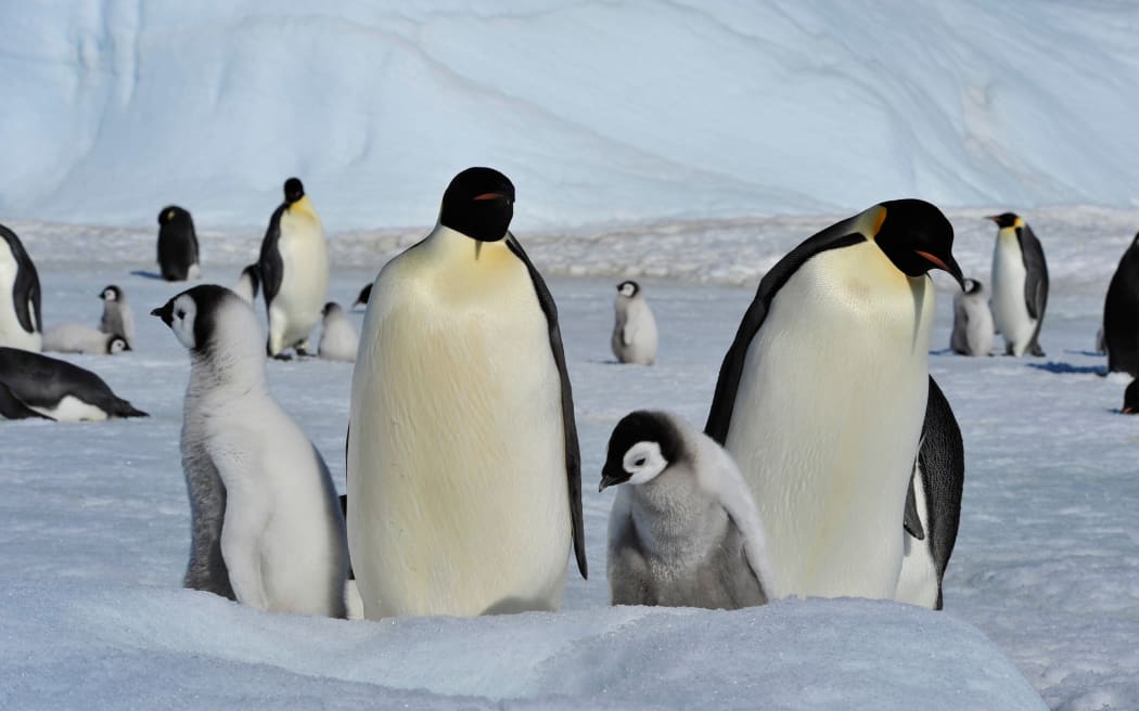 Emperor penguins face a bleak future – but some colonies will do better ...