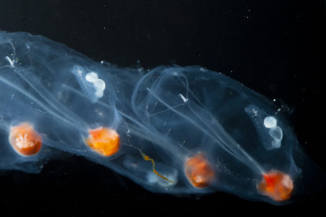 Salps - a surprising jelly-like relative | RNZ