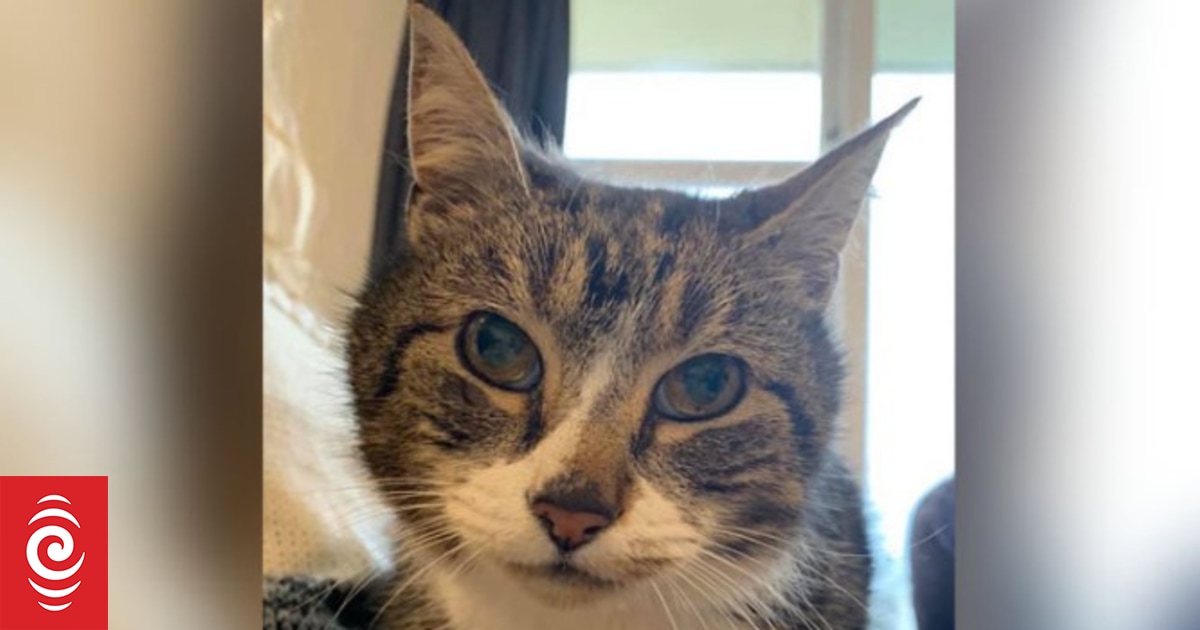 Roaming Rodney the ITM cat finds a new home in Whanganui | RNZ