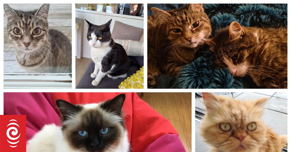 Behind the stereotype of the crazy cat lady | RNZ