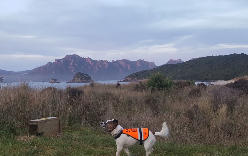 Detector Gadget the conservation dog | RNZ News