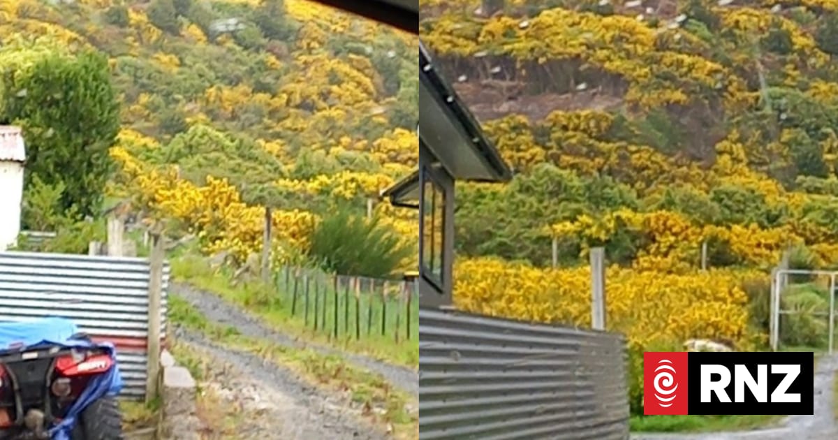 Former councillor’s gorse-covered section draws complaints | RNZ