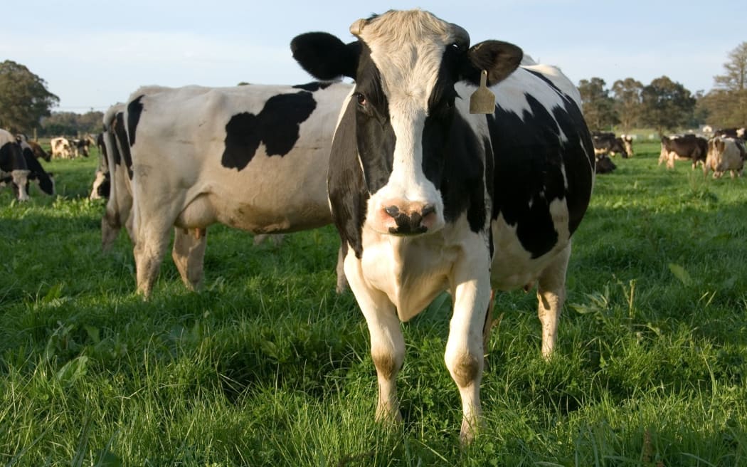 MPI announces plan to cull cows infected with M bovis on Mid-Canterbury ...