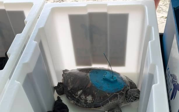 Our Changing World: Tracking turtles | RNZ