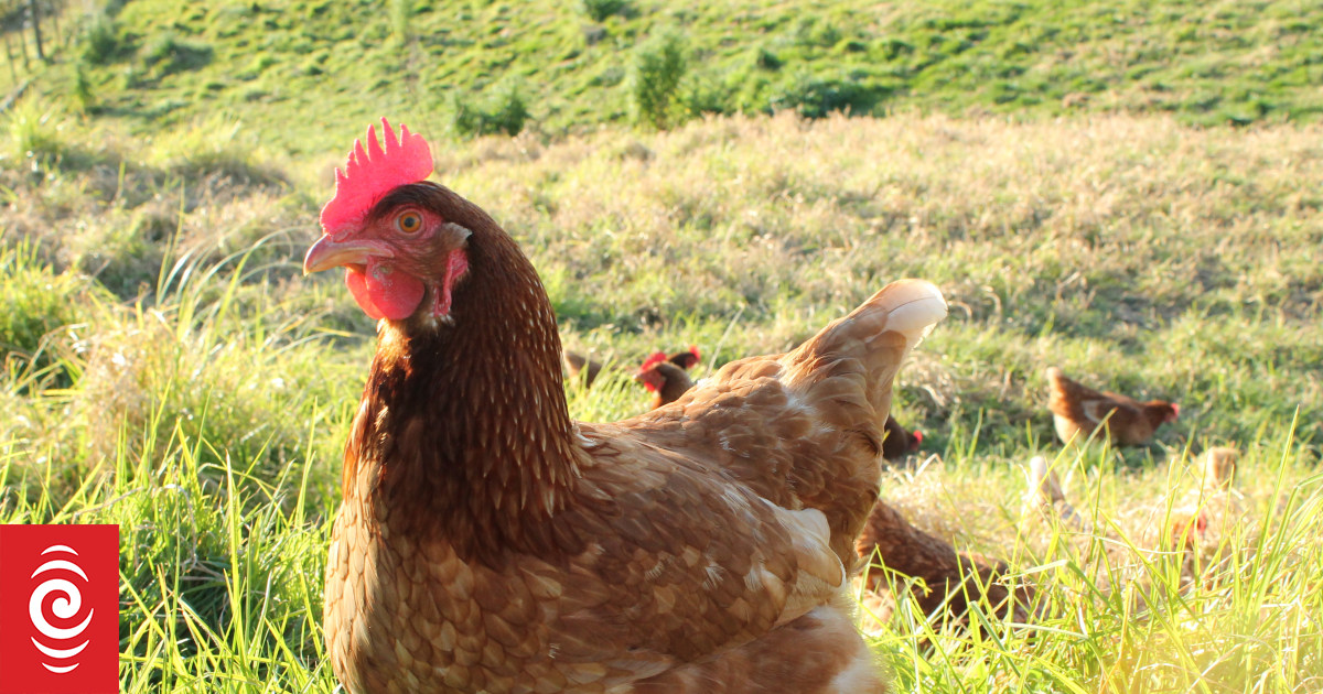Chook houses fly out the door | RNZ