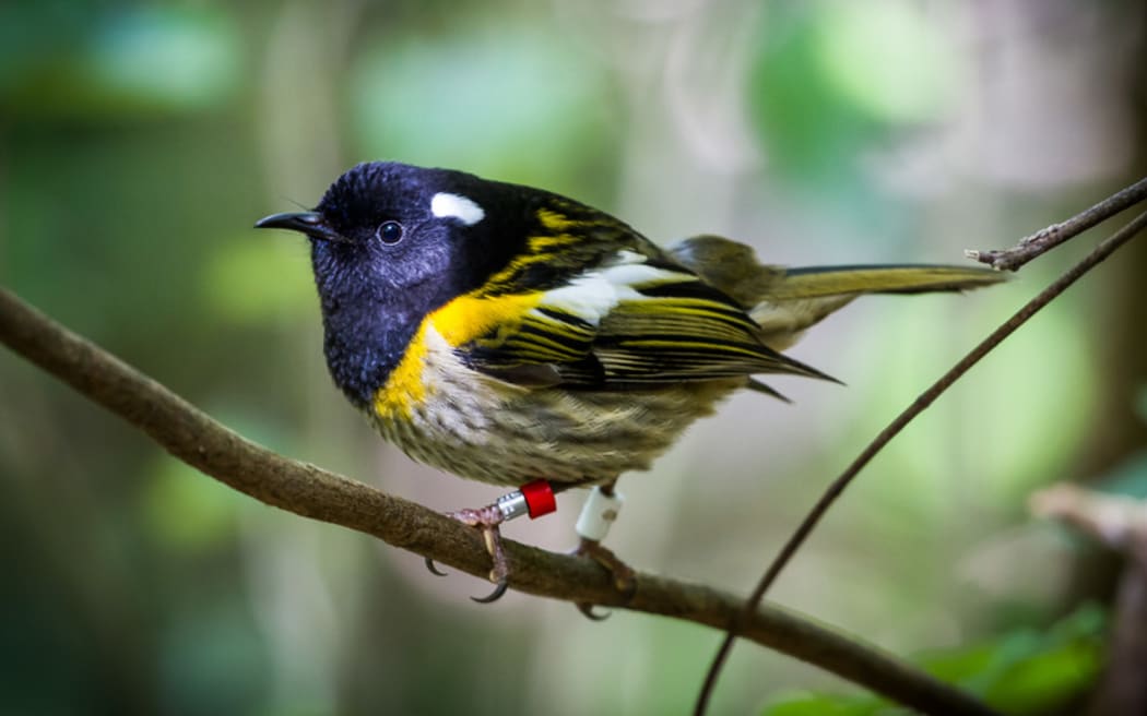 More volunteers needed to protect Hihi in Northland | RNZ