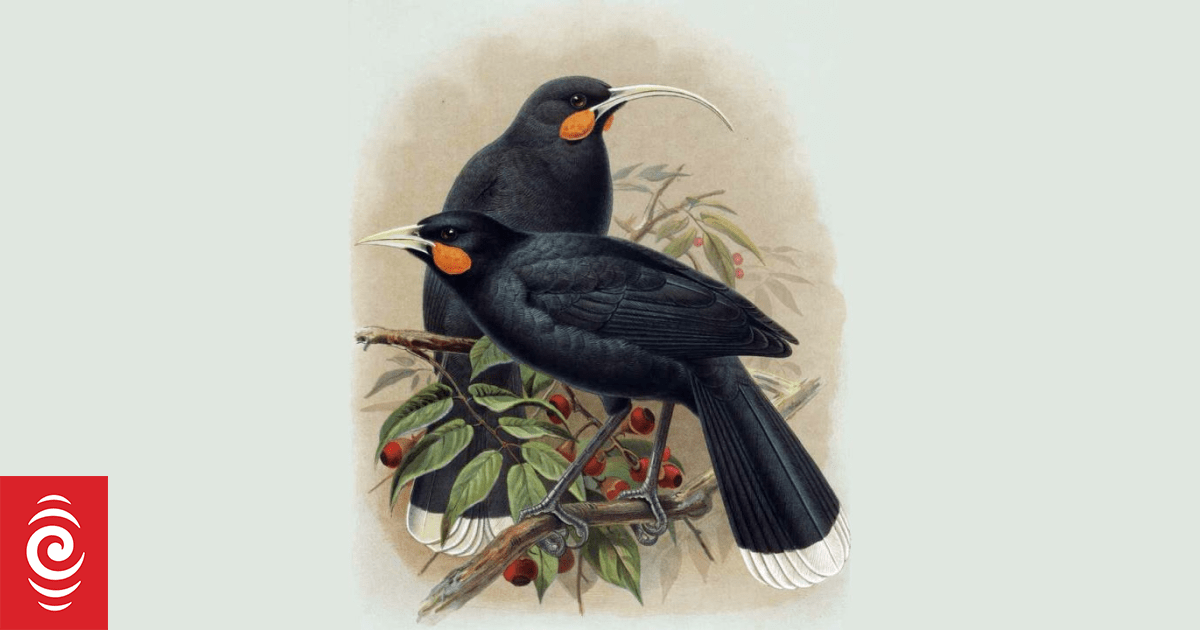 Rare bird feathers sell for more than $10,000 each | RNZ News