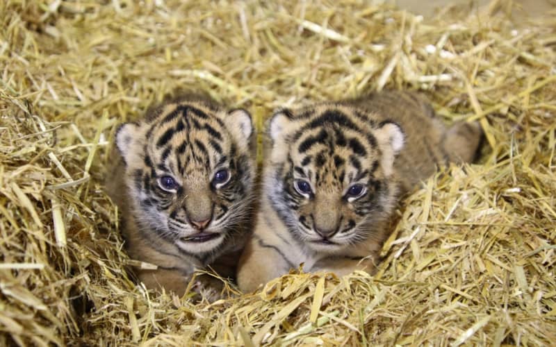Hamilton Zoo reveals gender of its new Sumatran tiger cubs | RNZ