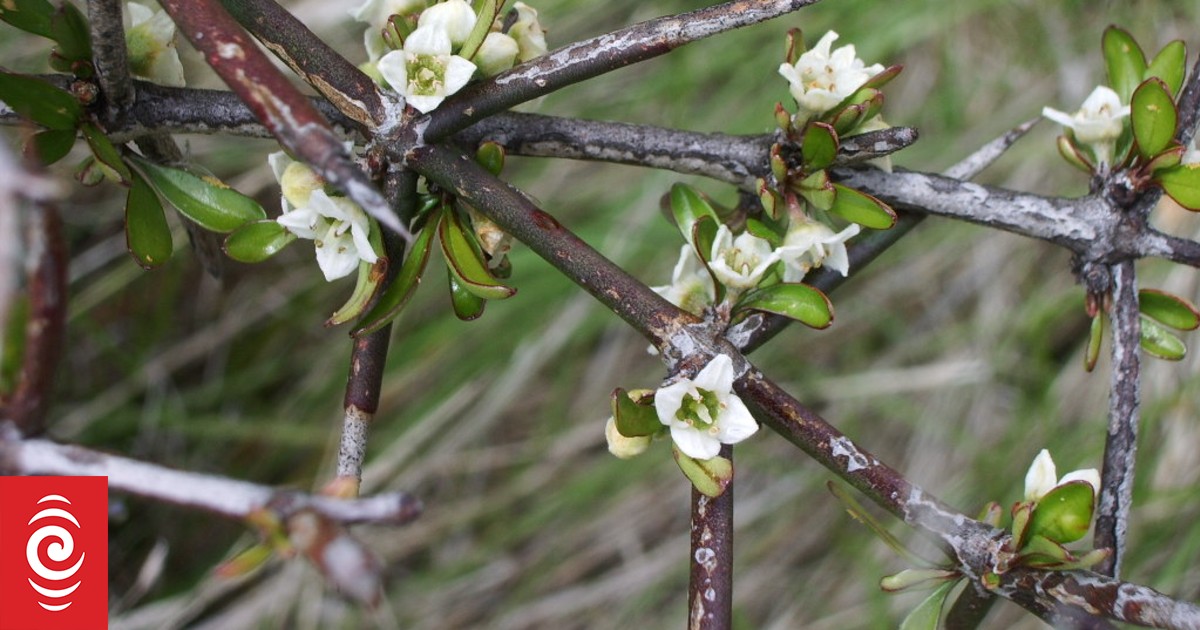 NZ native trees? There's an app for that | RNZ