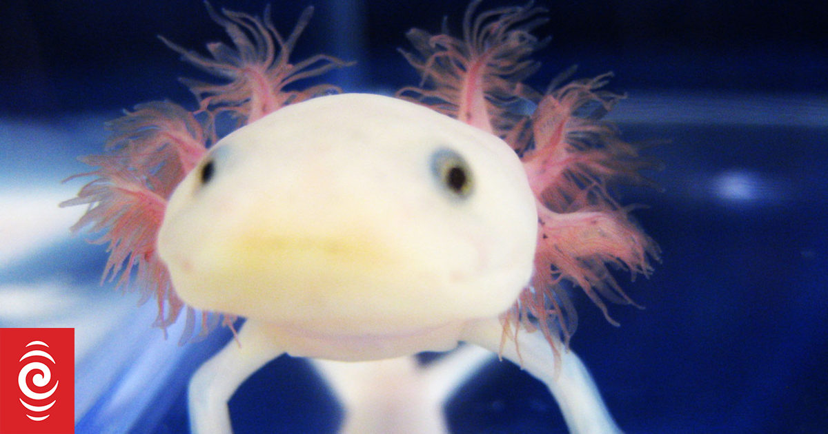 Axolotls lending a hand to human limb regeneration | RNZ