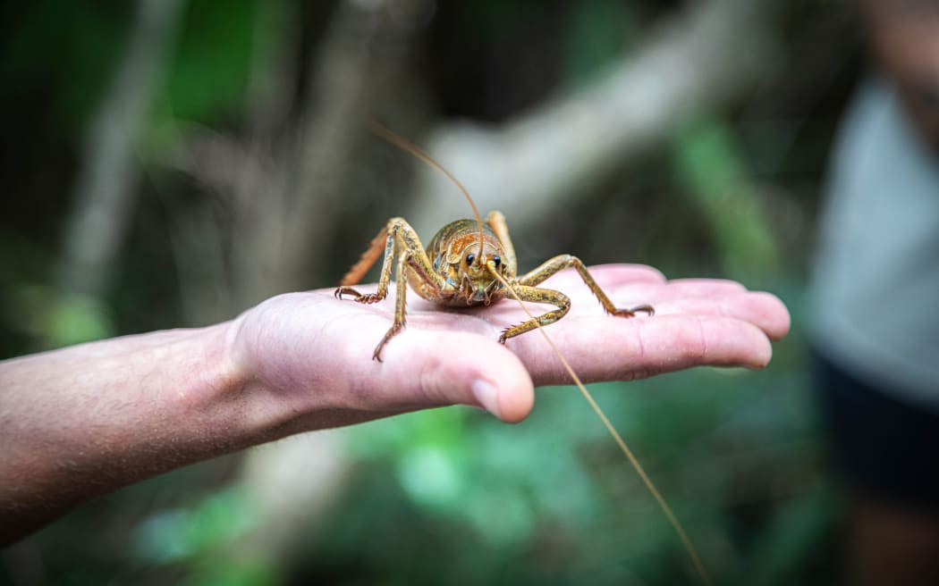 "Bug of the Year" competition launching soon | RNZ