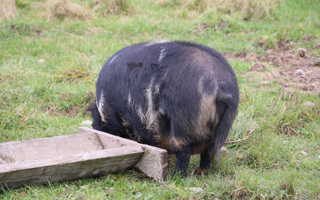 On the Farm - a wrap of farming conditions around NZ | RNZ
