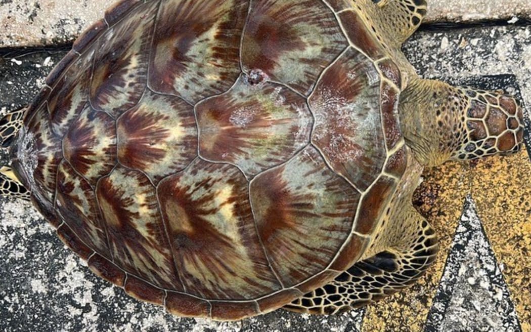 Animal cruelty concerns after incidents of 'dogs being shot', dead ...