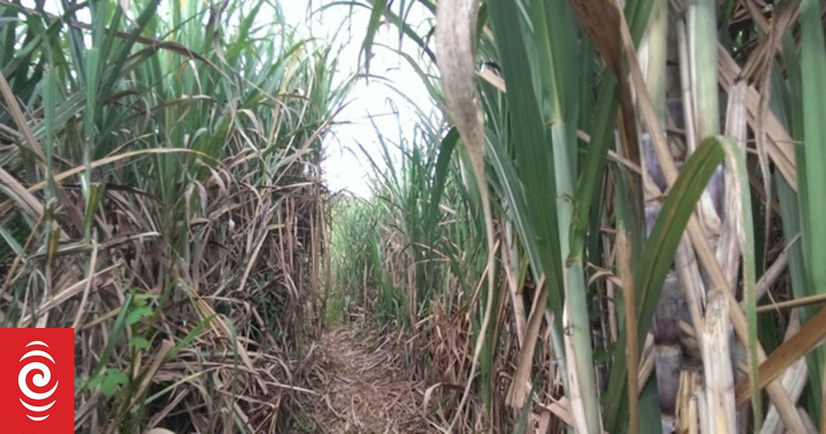 FSC confidence despite Fiji mill closure | RNZ News