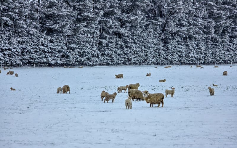 Weather live: Highways close as heavy snow blankets South Island | RNZ