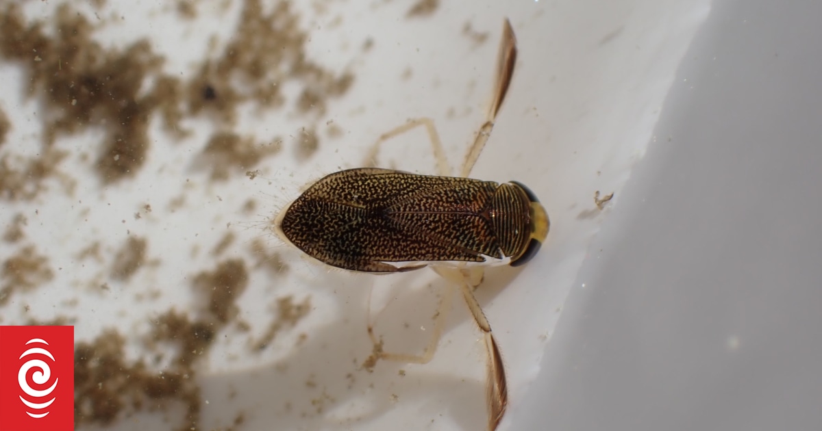 Critter of the Week: The Water Boatman | RNZ