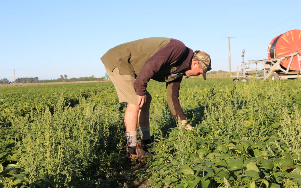 Country Life: Why Canterbury's crop farmers are leaving the industry ...