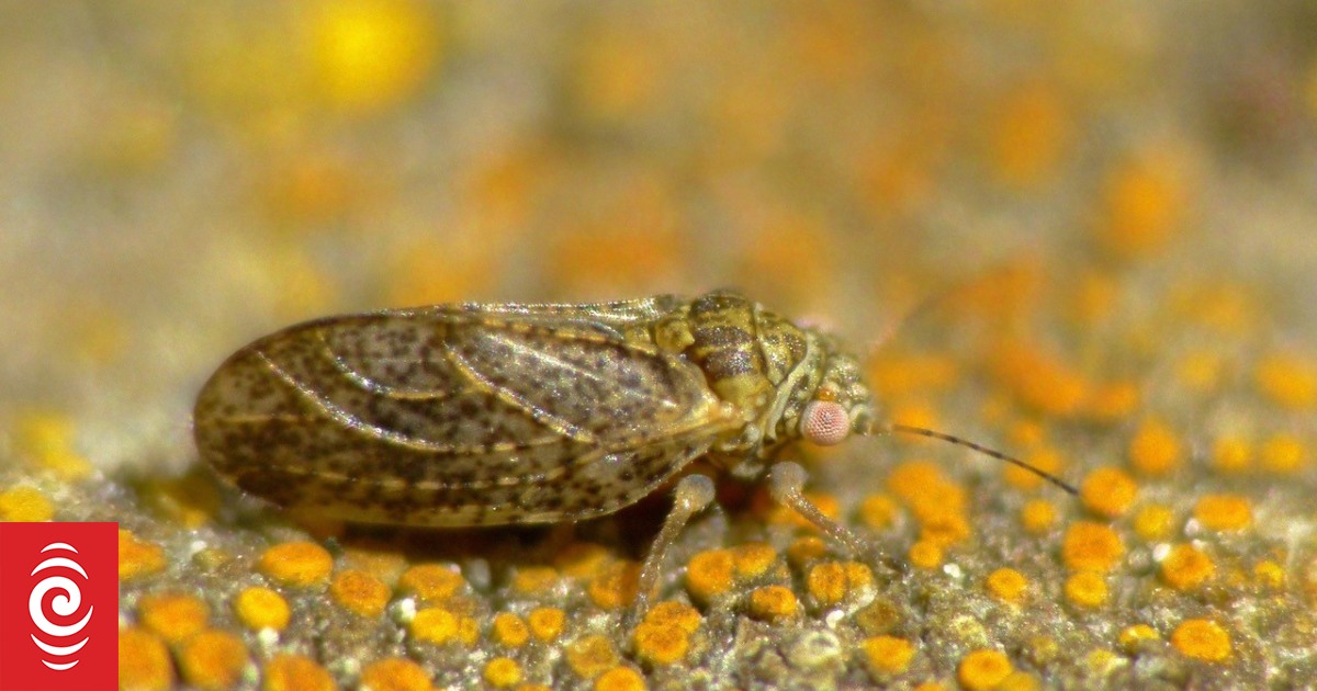 Critter of the Week: The Hobbit Psyllid | RNZ